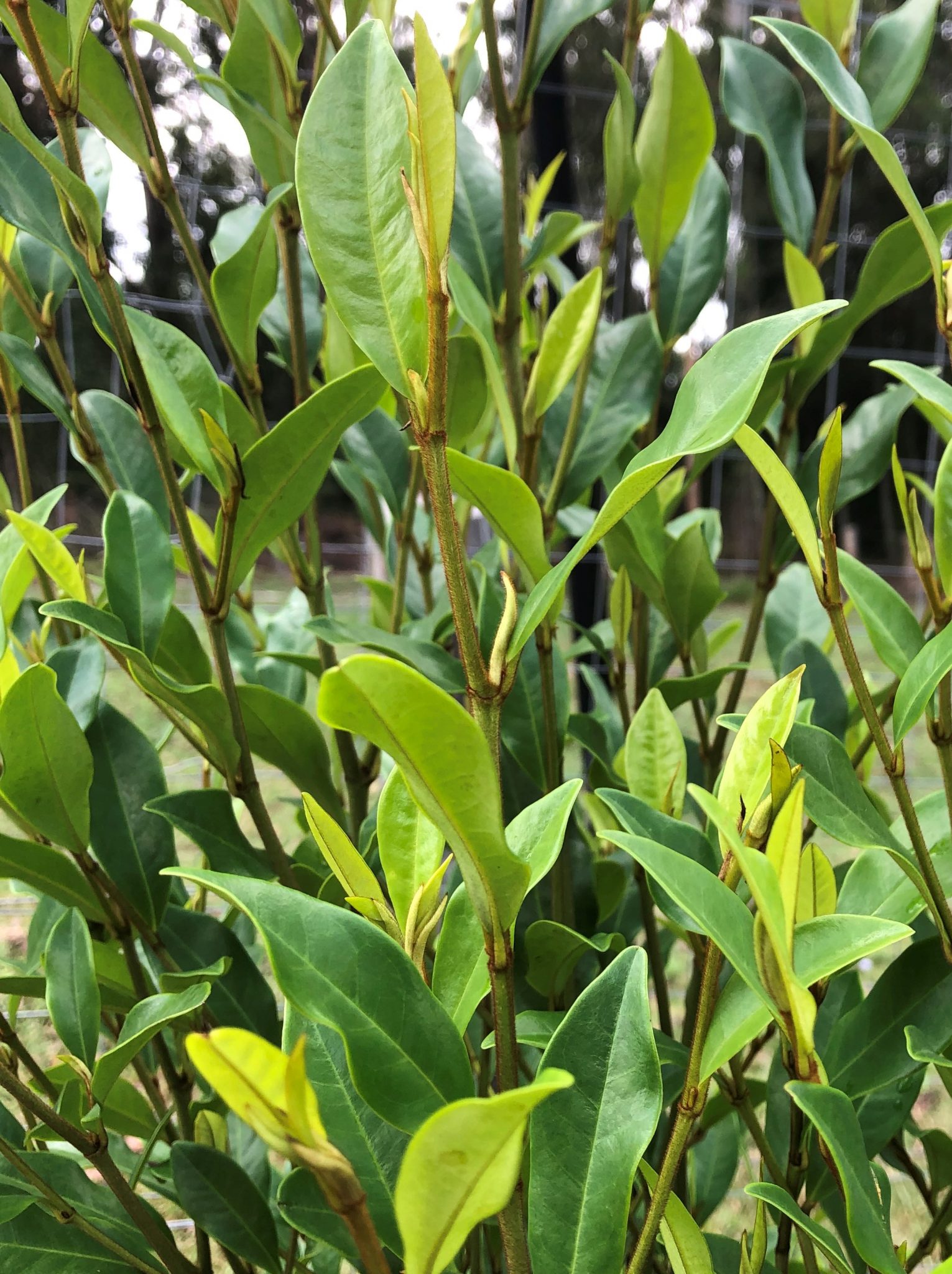 Michelia figo - Port Wine Magnolia - Lakewood Propagation